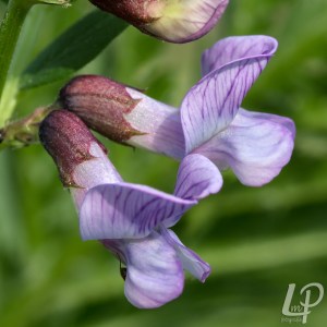 Heggenwikke : Vicia sepium | Mensensamenleving.me