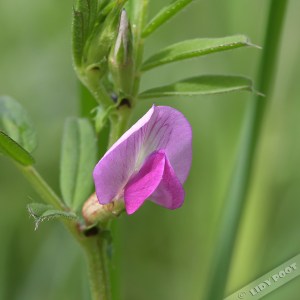 Vergeten wikke : Vicia sativa subsp. segetalis | Mensensamenleving.me
